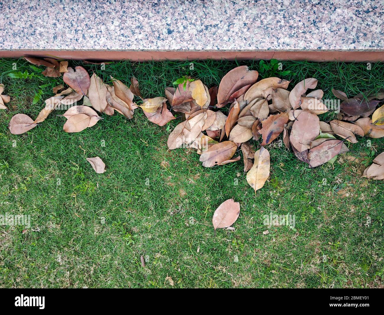Golden Dry leaves on Green Grass background with copy space Stock Photo ...
