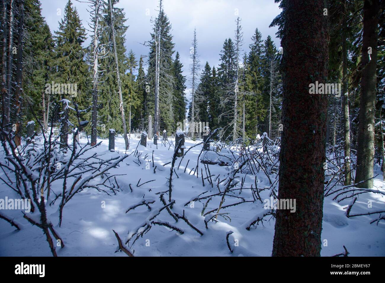 Old spruce forest covered in white snow during winter season. Poľana ...
