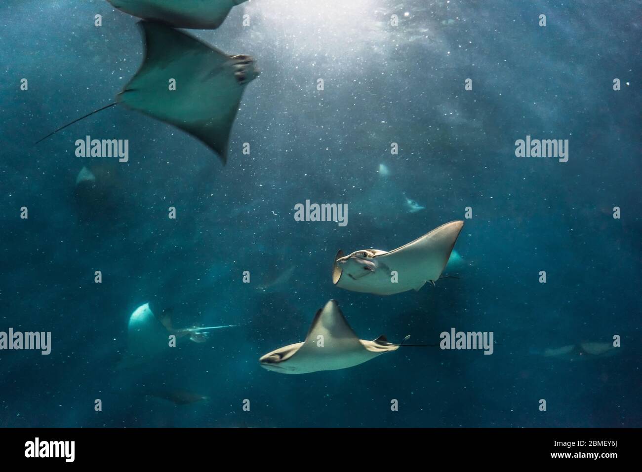 Stingray swimming in aquarium blue hi-res stock photography and images ...