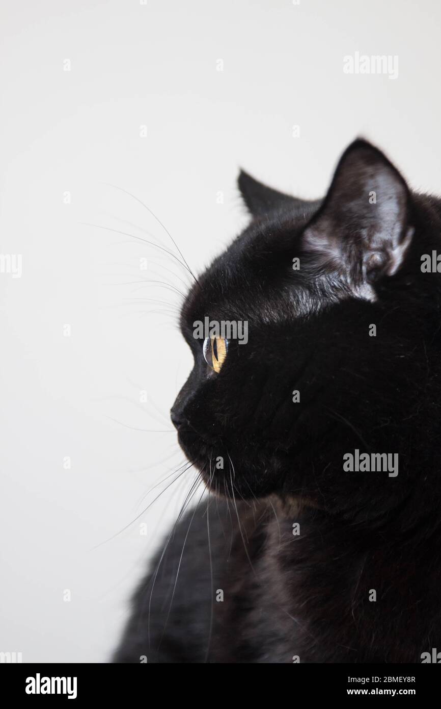 Cat looking sideways hi-res stock photography and images - Alamy