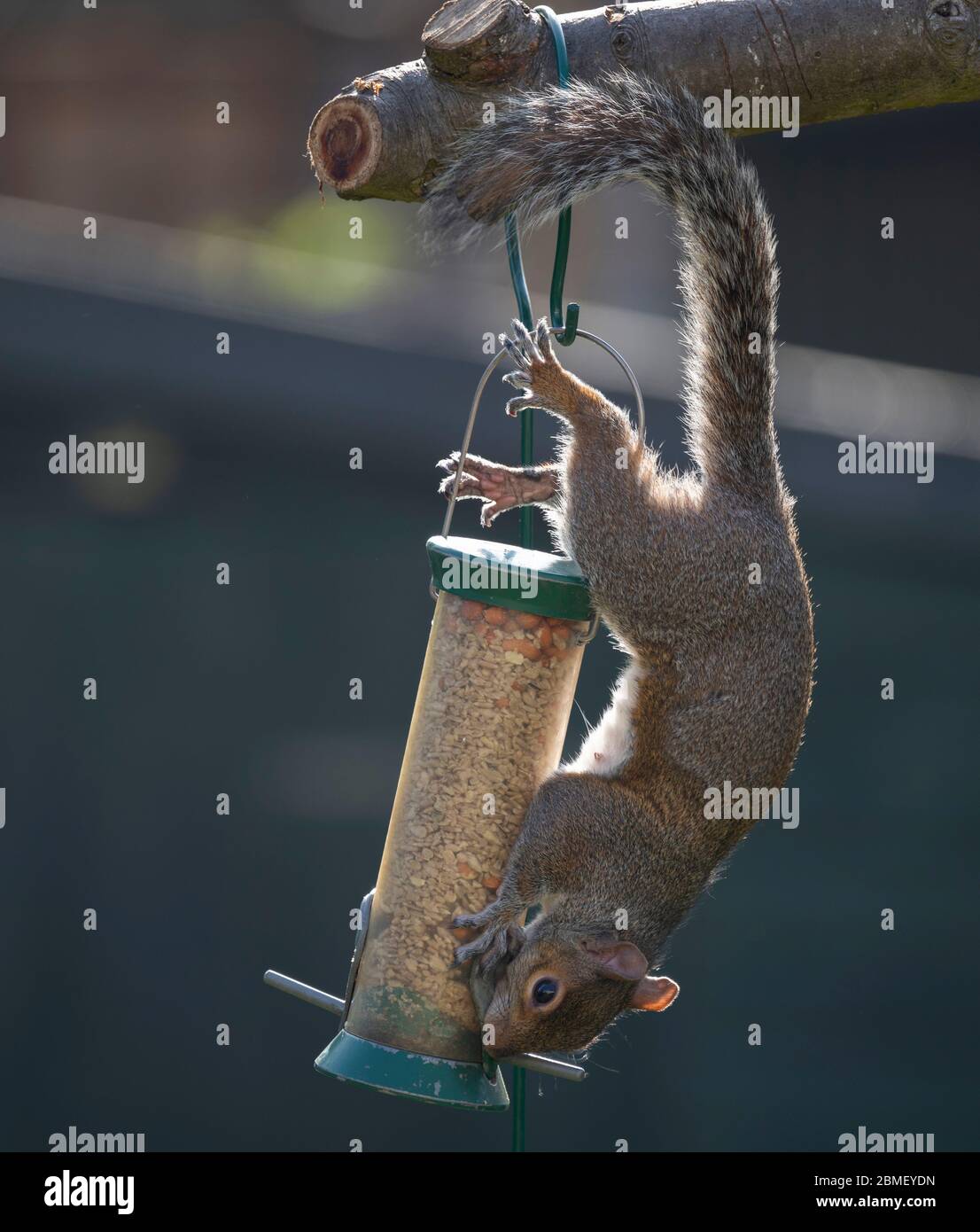 London, UK. 9 May 2020. Grey squirrels and parakeets compete for best ...
