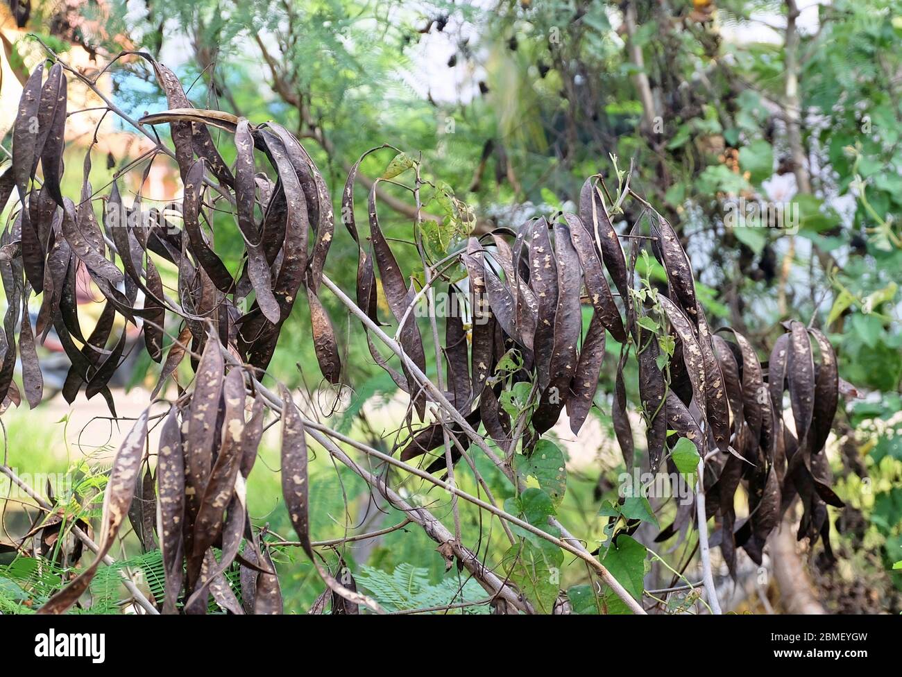 Dead Acacia Auriculiformis, Auri, Earleaf Acacia or Earpod Wattle Tree ...
