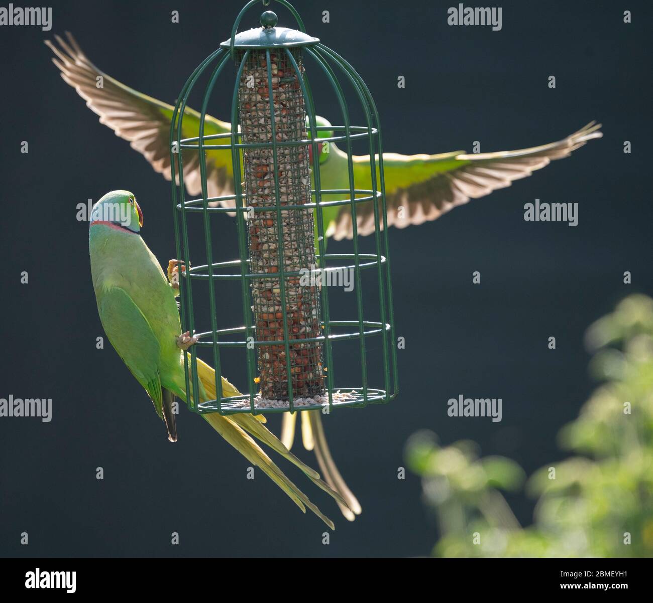 London, UK. 9 May 2020. Grey squirrels and parakeets compete for best ...