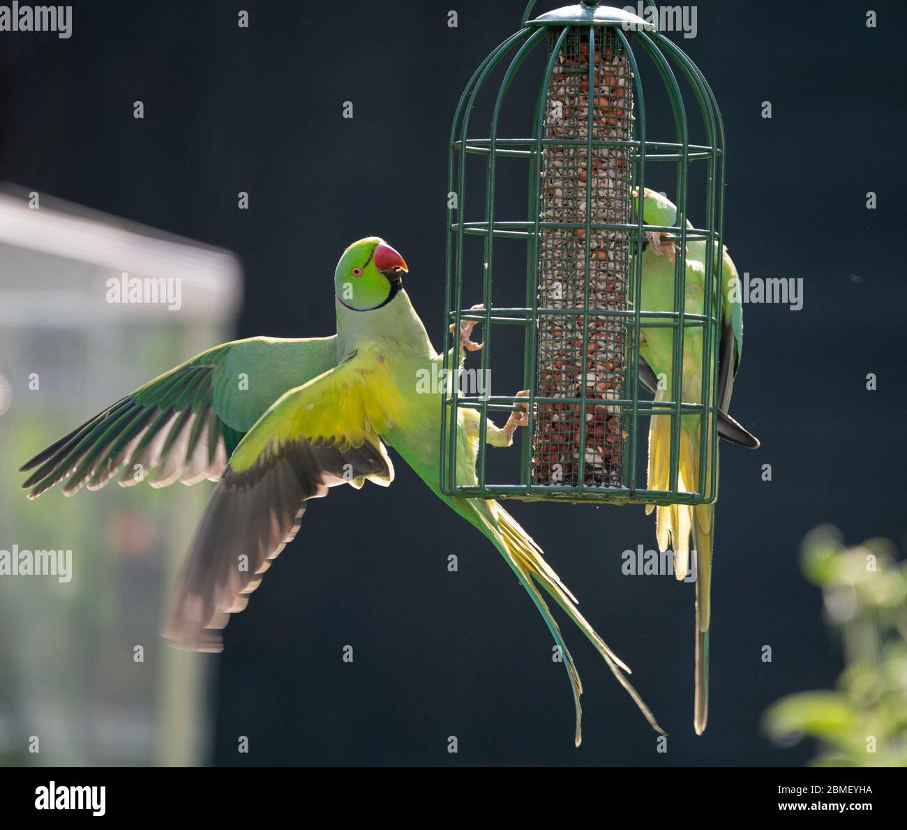 London, UK. 9 May 2020. Grey squirrels and parakeets compete for best ...