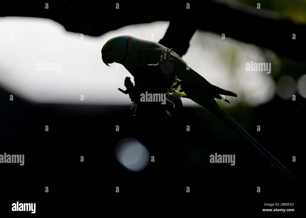 London, UK. 9 May 2020. Grey squirrels and parakeets compete for best ...