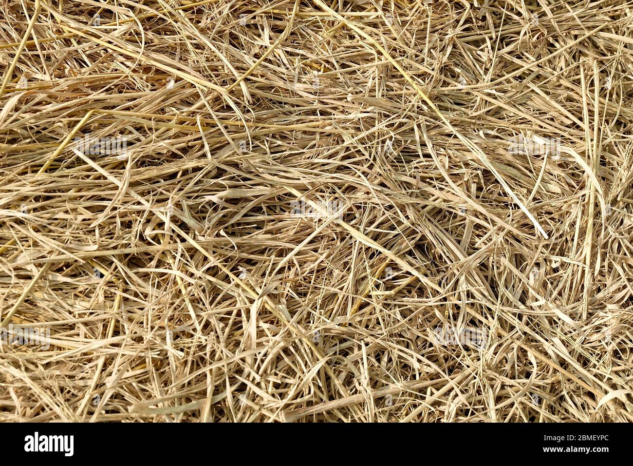 Background and Textured, Brown Dried Grass and Leaves On The Ground ...