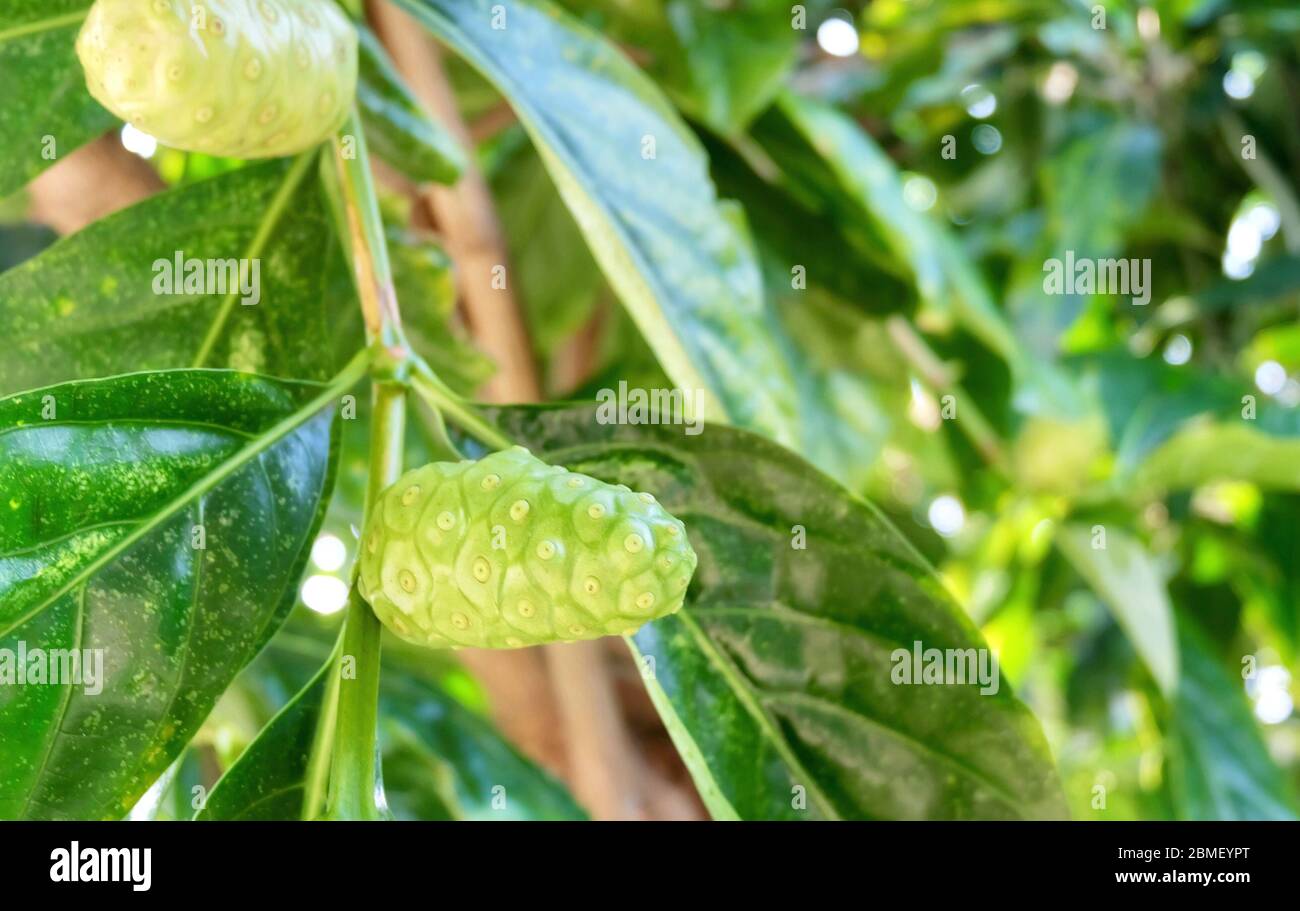 Indian mulberry tree hi-res stock photography and images - Alamy