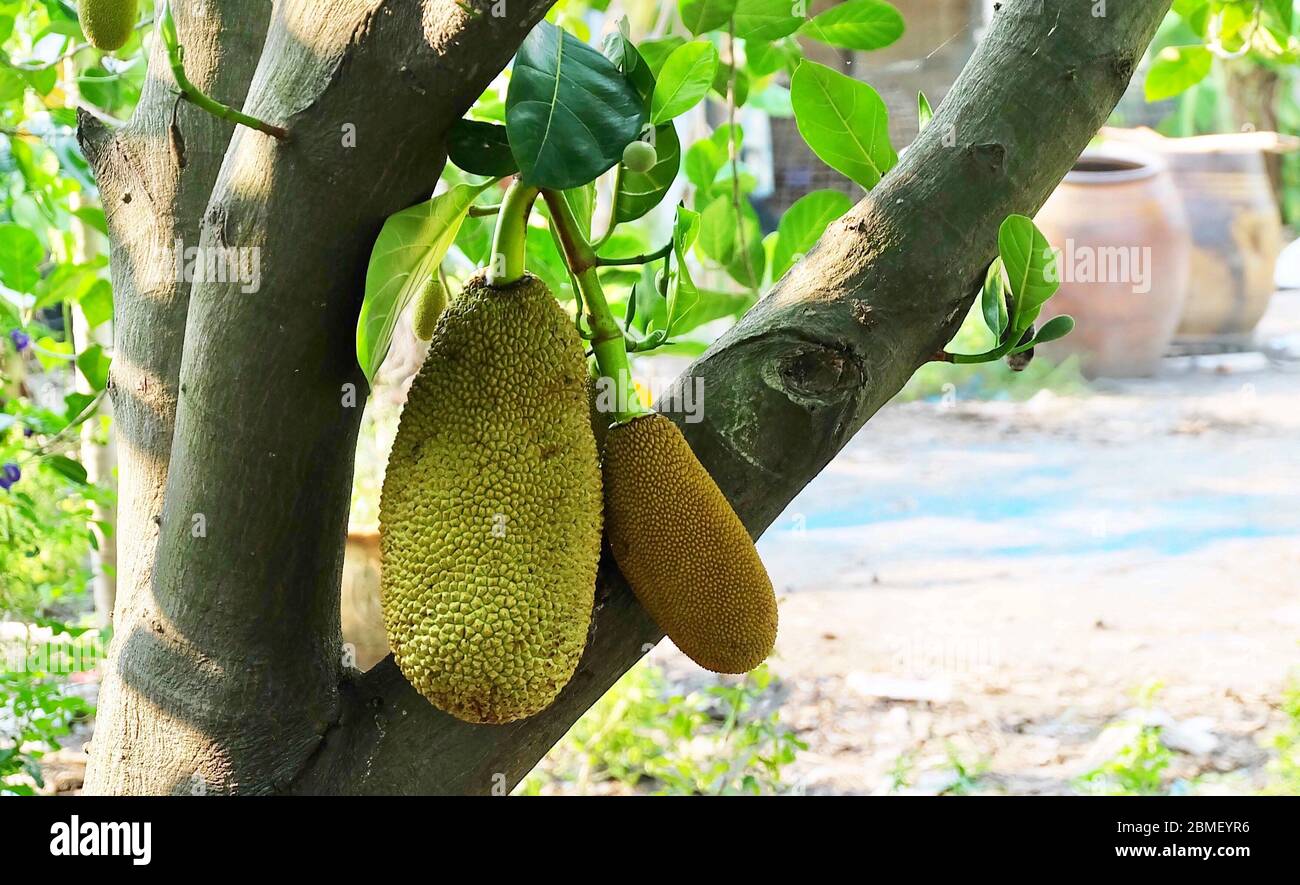 Jak tree hi-res stock photography and images - Alamy