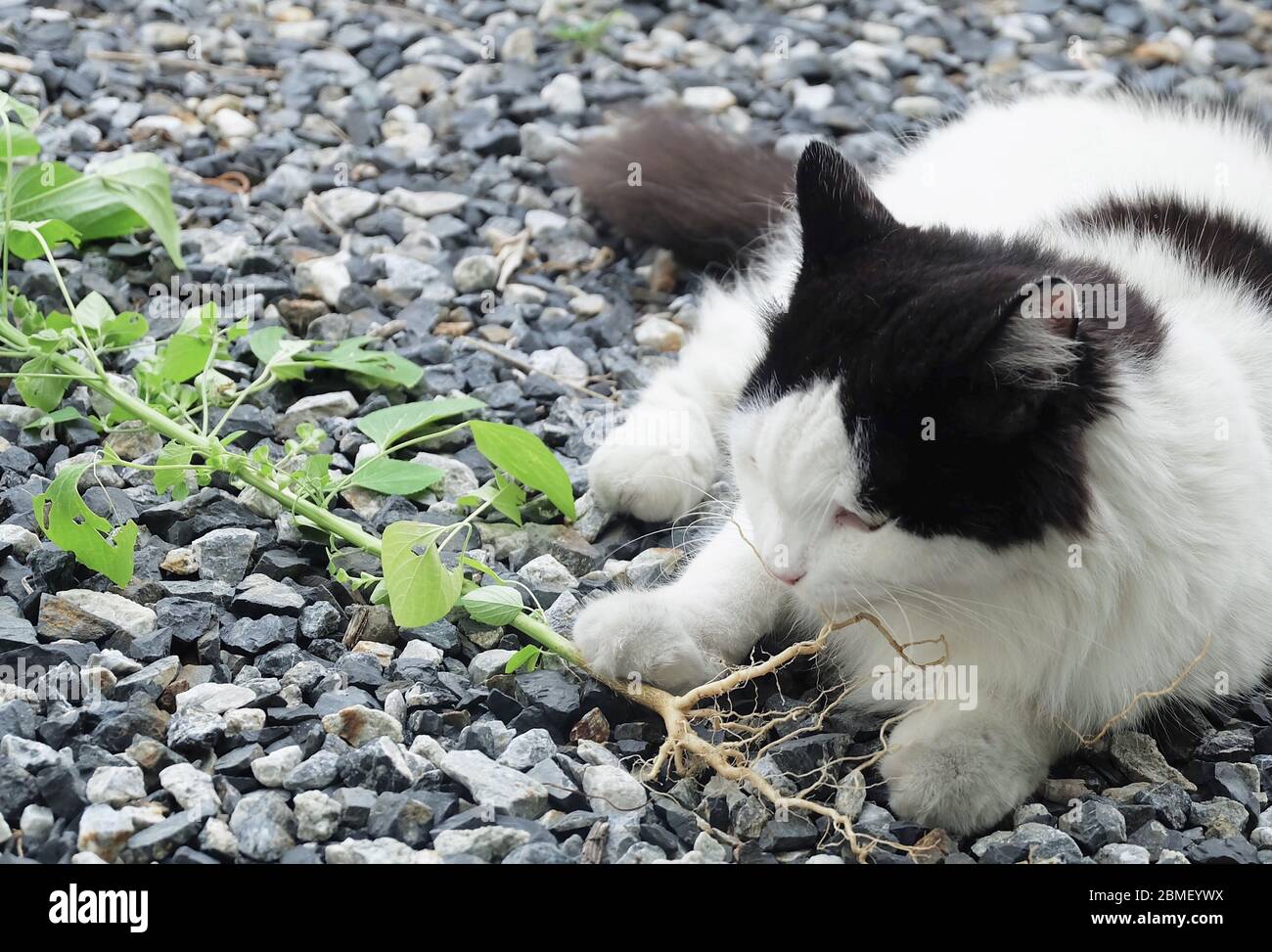 Young Cat Eating The Root of Indian Acalypha, Three Seeded Mercury or ...