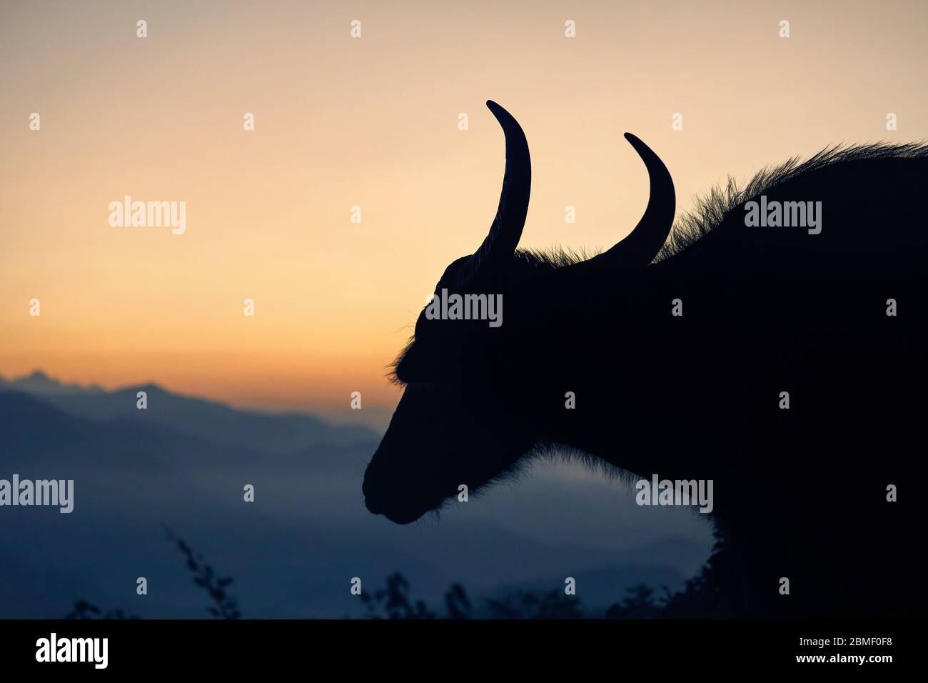 Silhouette of black Buffalo in the village at Himalaya Mountains ...