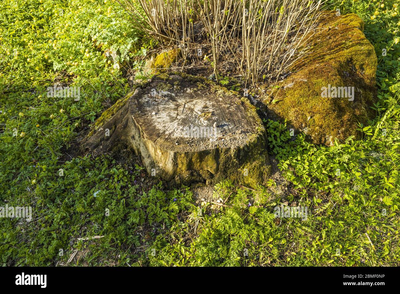 Close up view of very old tree cut. Beautiful nature background Stock ...