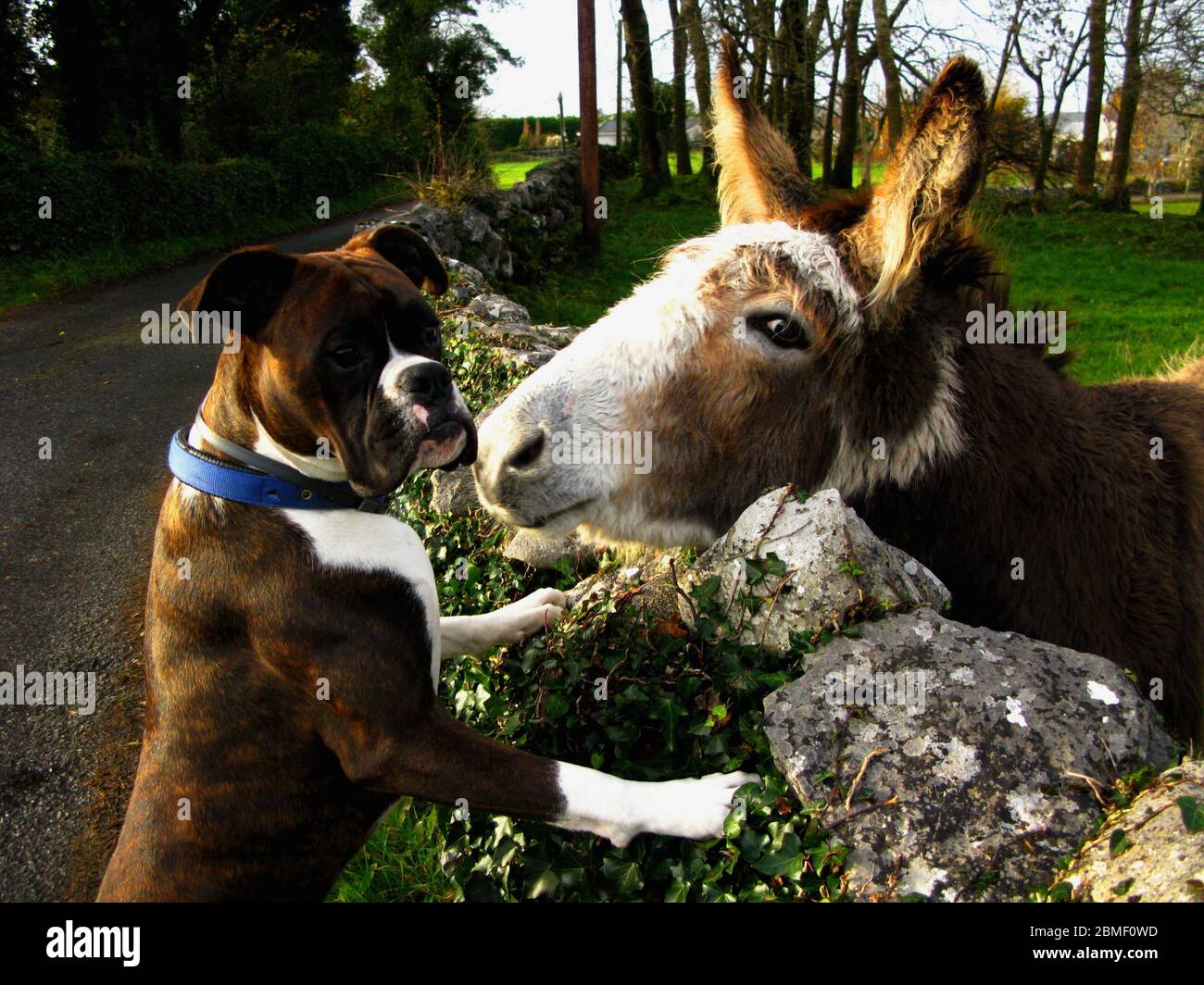 Irish donkey hi-res stock photography and images - Alamy