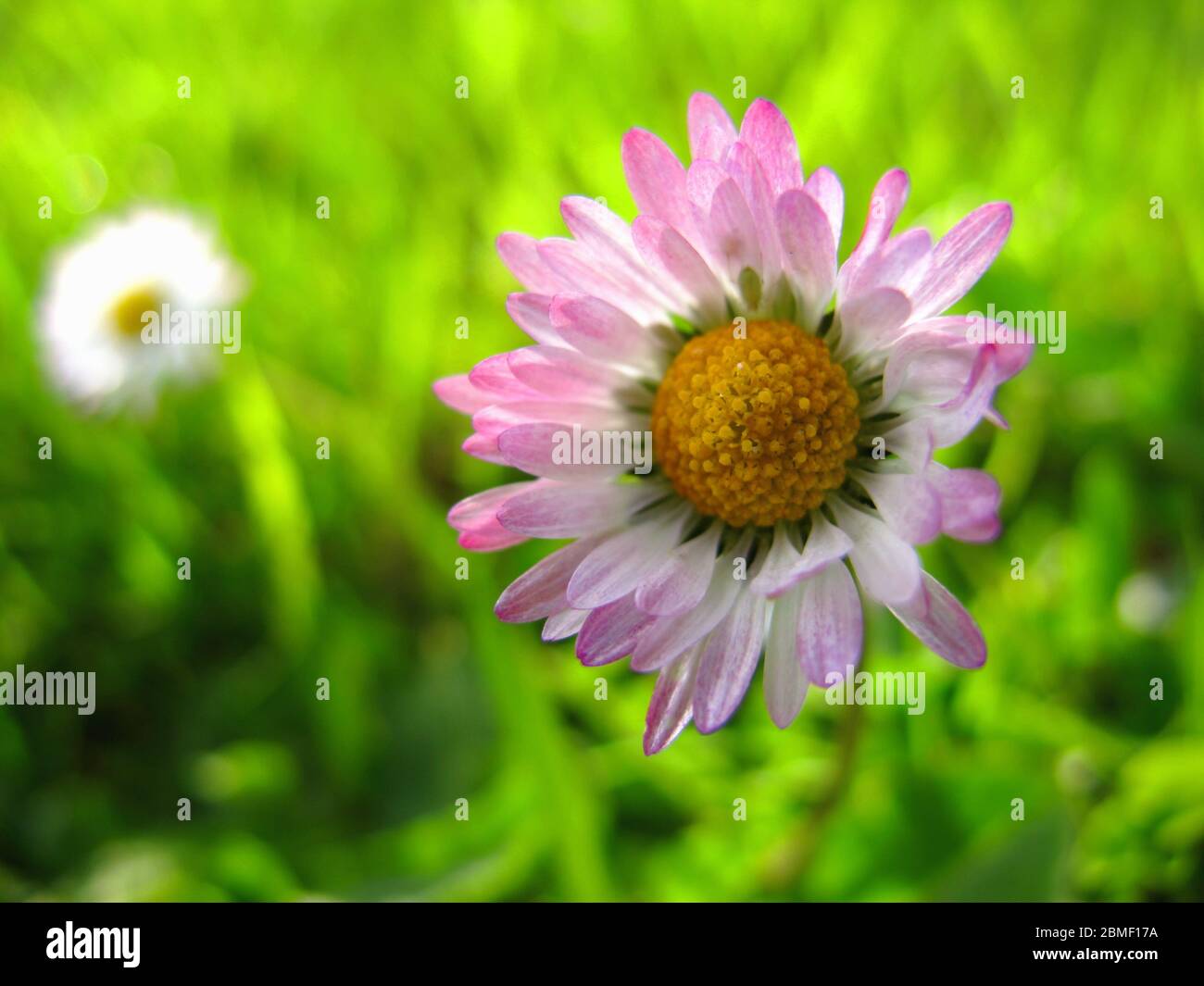White Daisy Green Center High Resolution Stock Photography and Images ...
