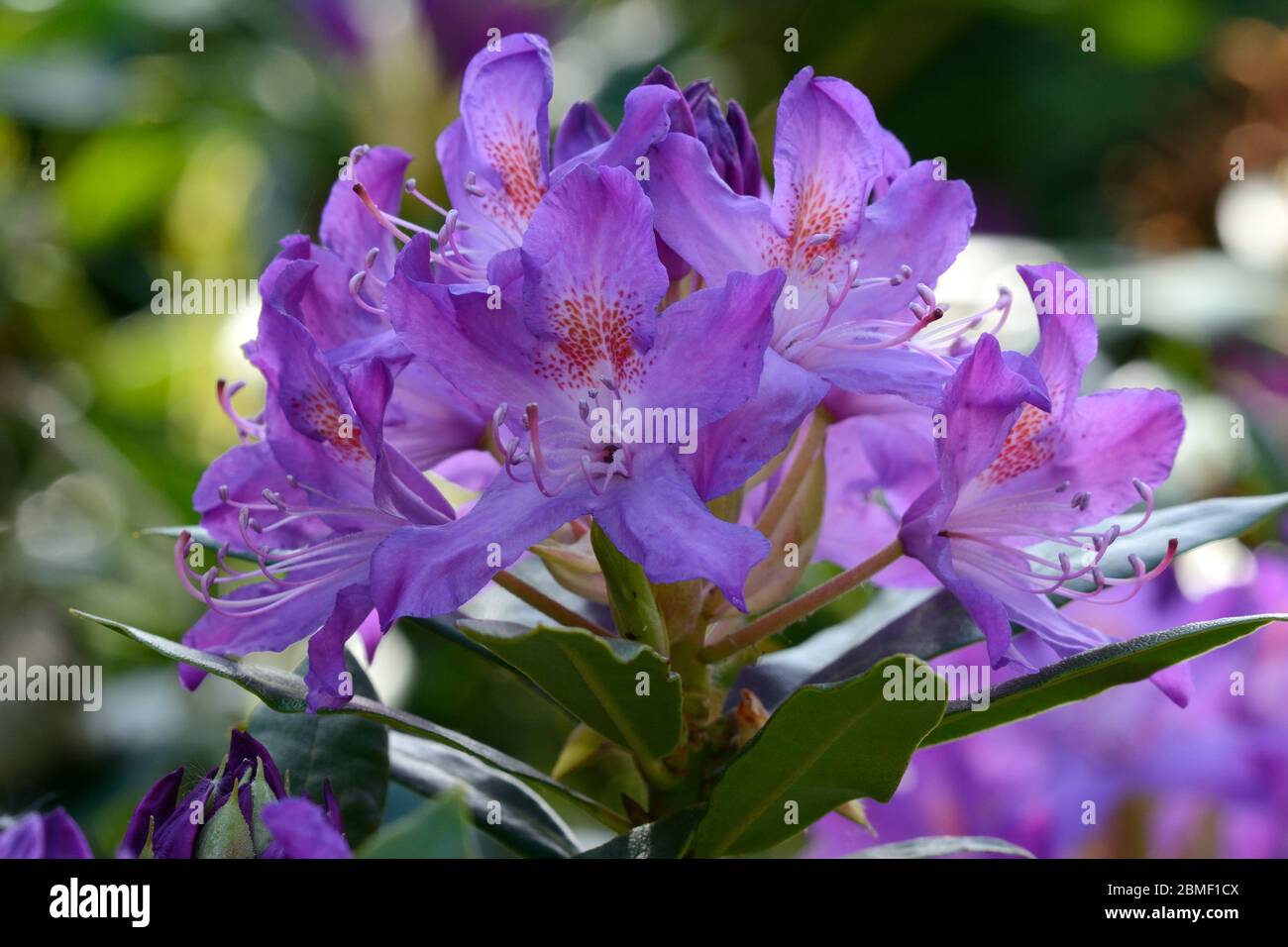 Rhododendron ponticum flower Common Rhododendron invasive flowering non ...
