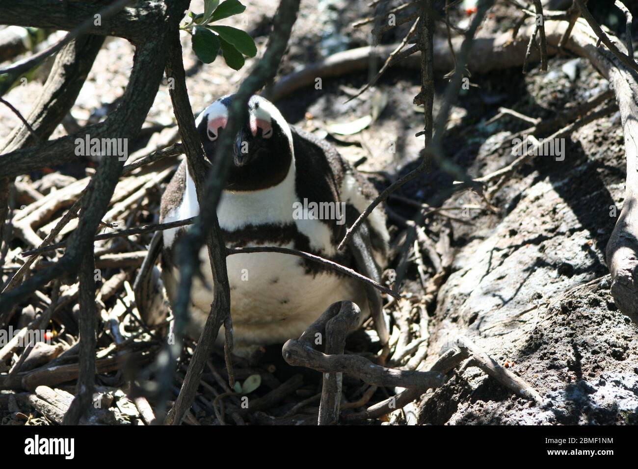 Boulders Beach - Simon's Town - South Africa. Penguins brood eggs Stock ...