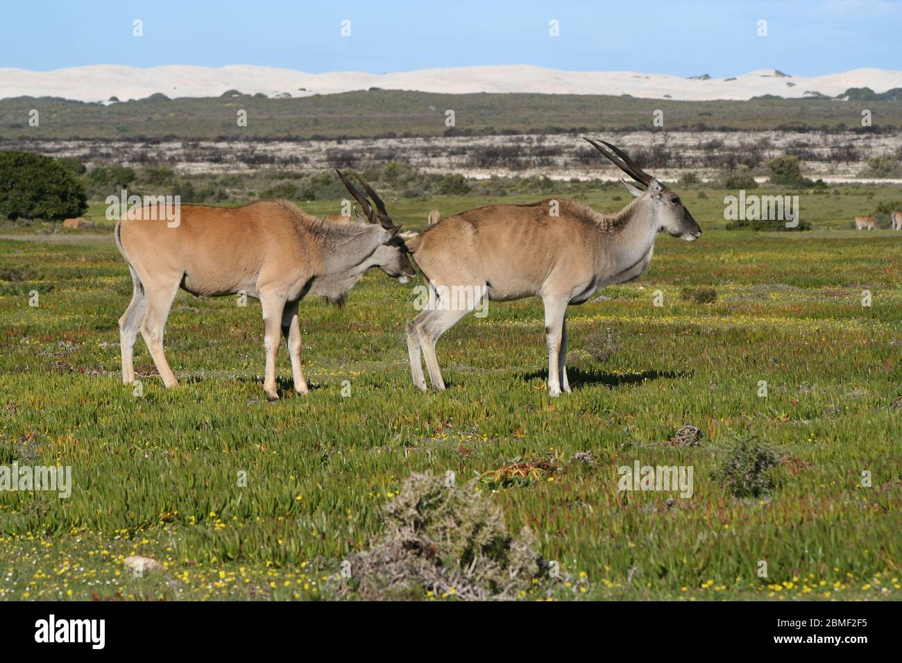 Swellendam western cape south africa africa hi-res stock photography ...
