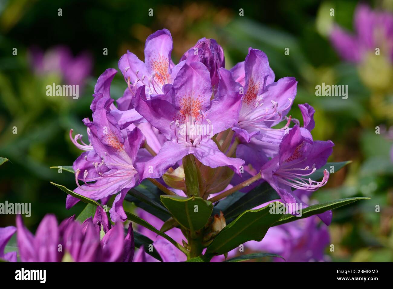 Rhododendron ponticum flower Common Rhododendron invasive flowering non ...