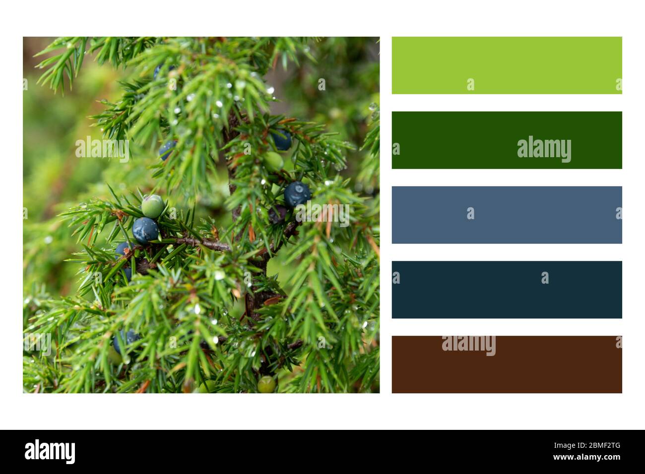 Close up of evergreen bush, natural background in a colour palette ...