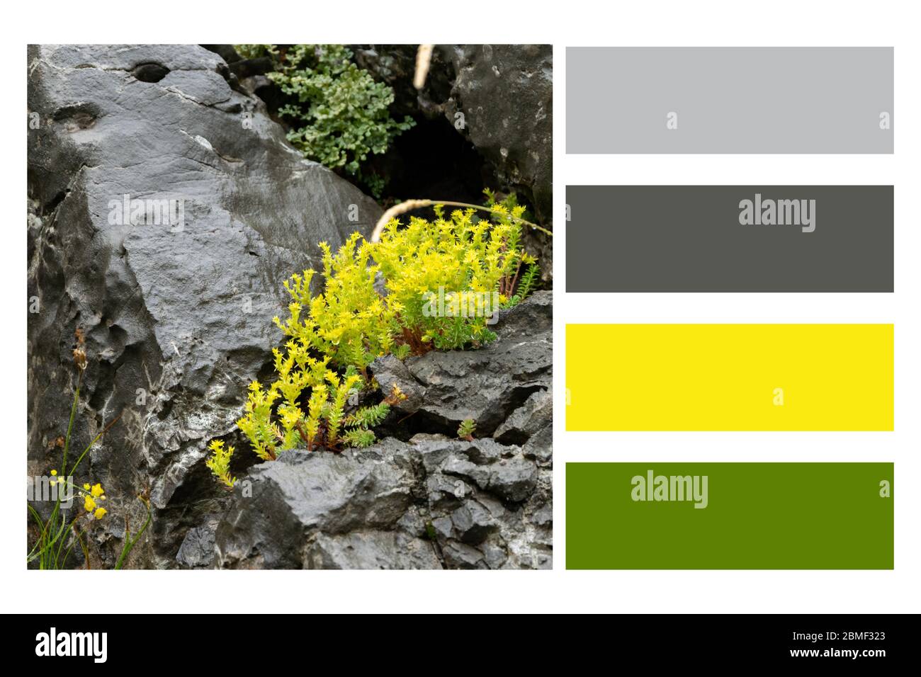 Light Yellow Color Swatch