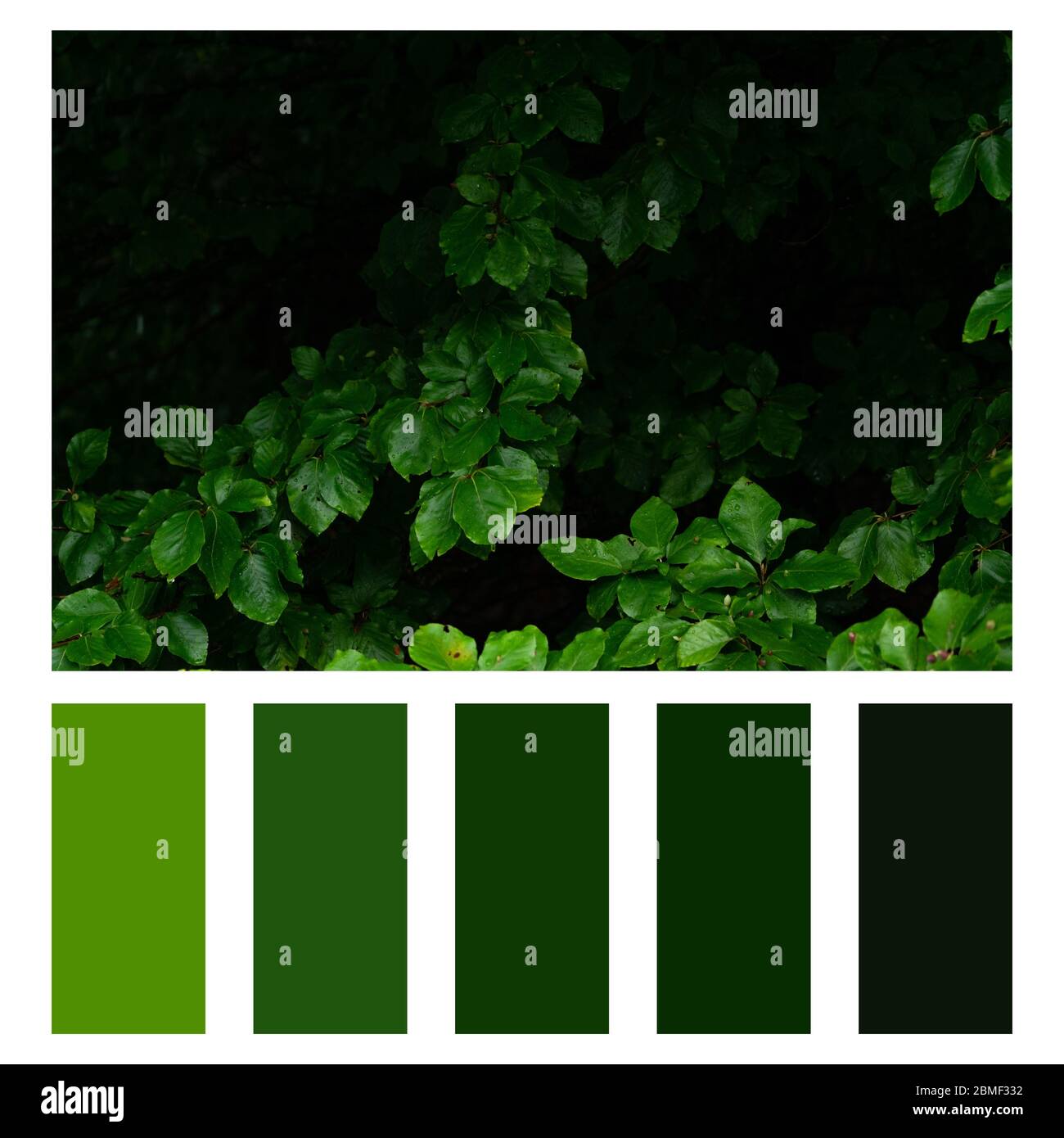 Tree chart branch hi-res stock photography and images - Alamy