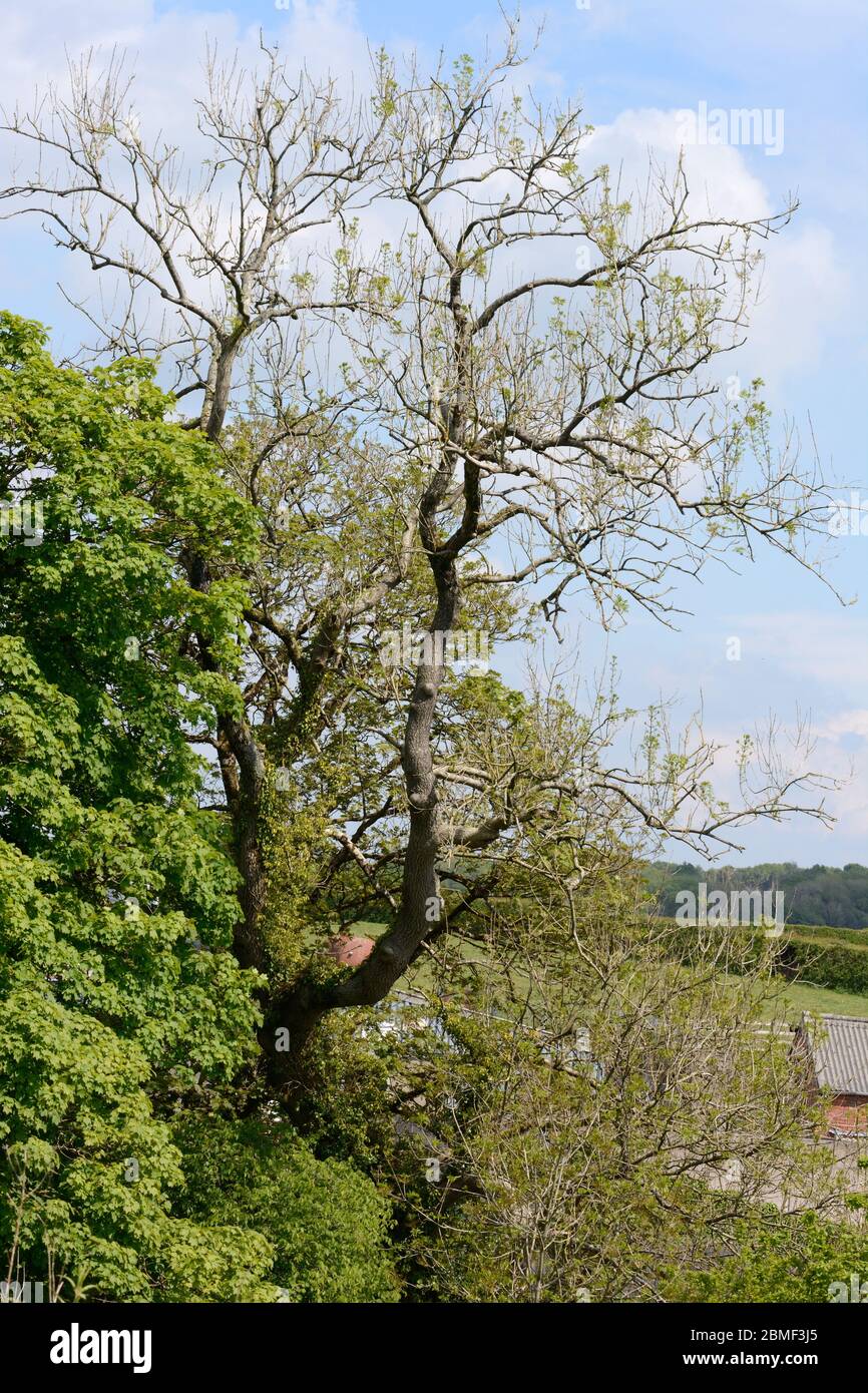 Ash tree on the roadside showing signs of Ash dieback disease caused ...