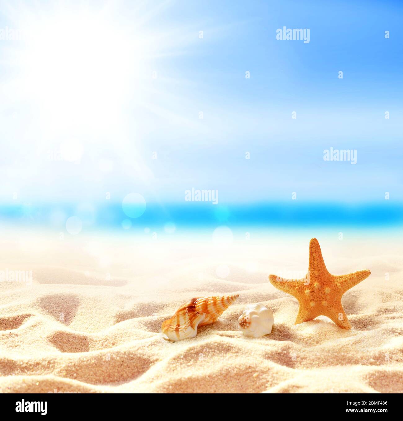 Tropical seashell hi-res stock photography and images - Alamy