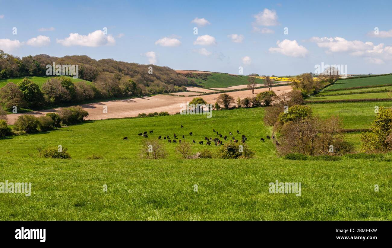 Cattle graze on pasture in the Piddle Valley in the rolling landscape ...
