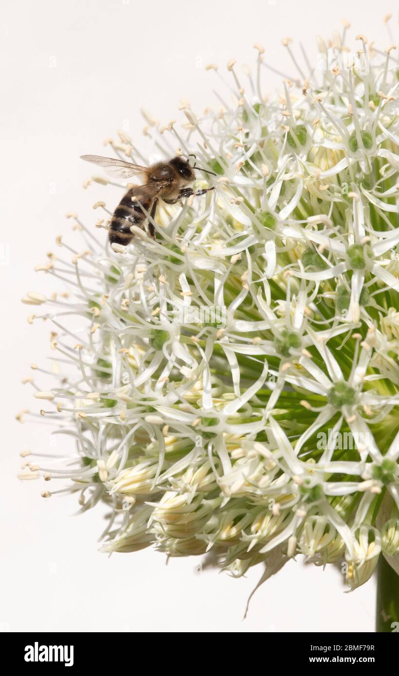 London, UK. 9 May 2020. Hot sun brings out honey bees. A bee collects ...