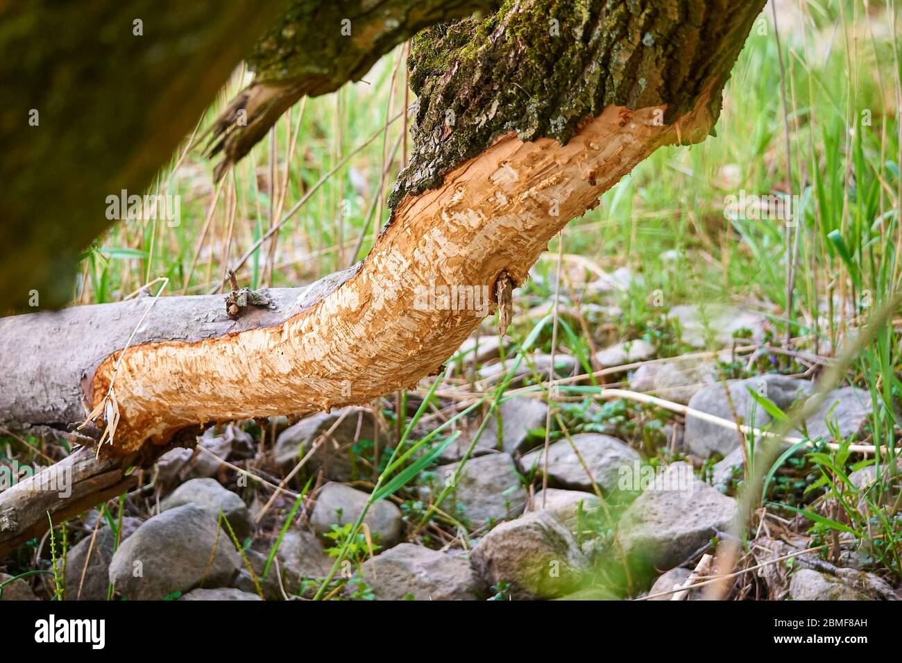 Bite marks hi-res stock photography and images - Alamy