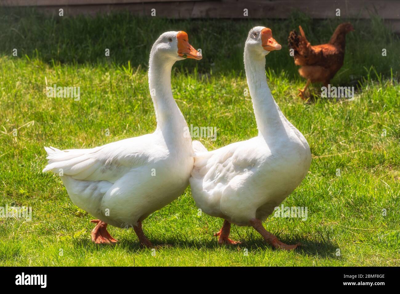Two white geese are walking in the back yard. Domestic goose, greylag ...