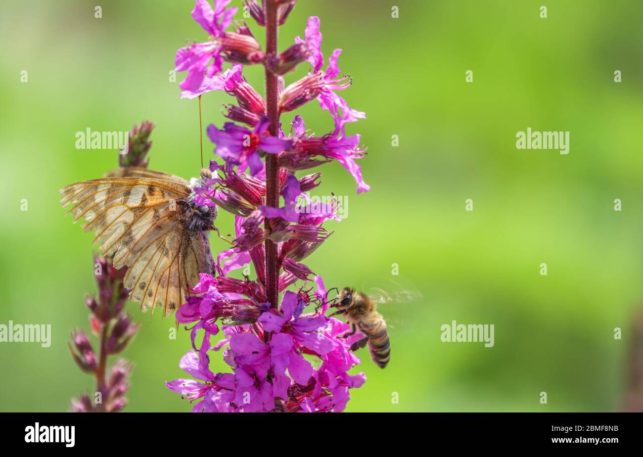 Butterfly and bee are sitting opposite each other on a bright purple ...