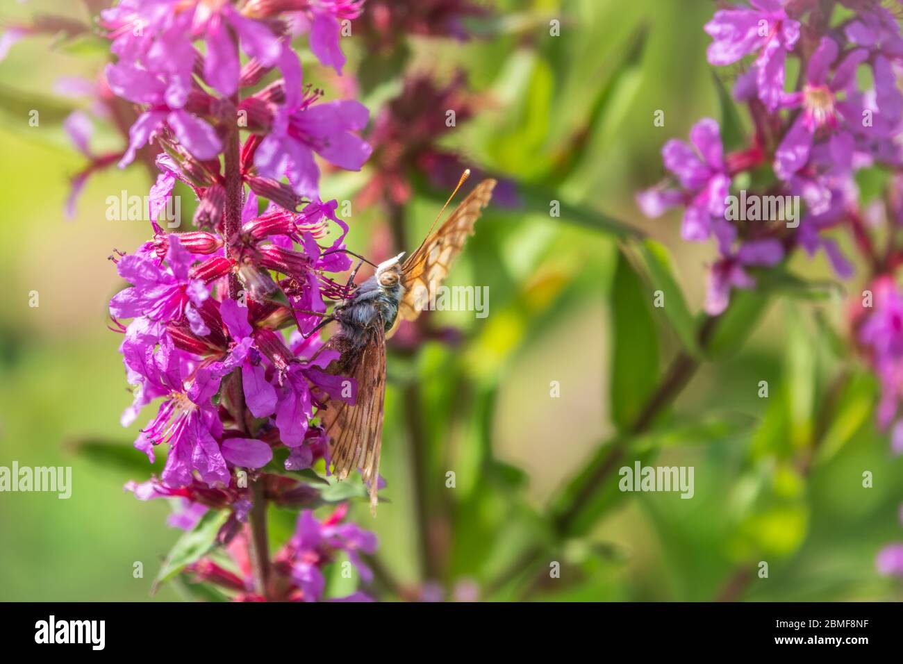 Butterfly Vanessa cardui sits on bright purple Loosestrife flower and ...