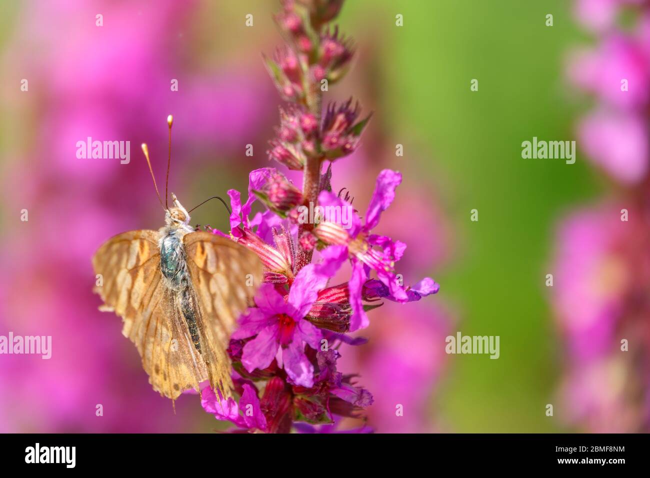 Butterfly Vanessa cardui sits on bright purple Loosestrife flower and ...