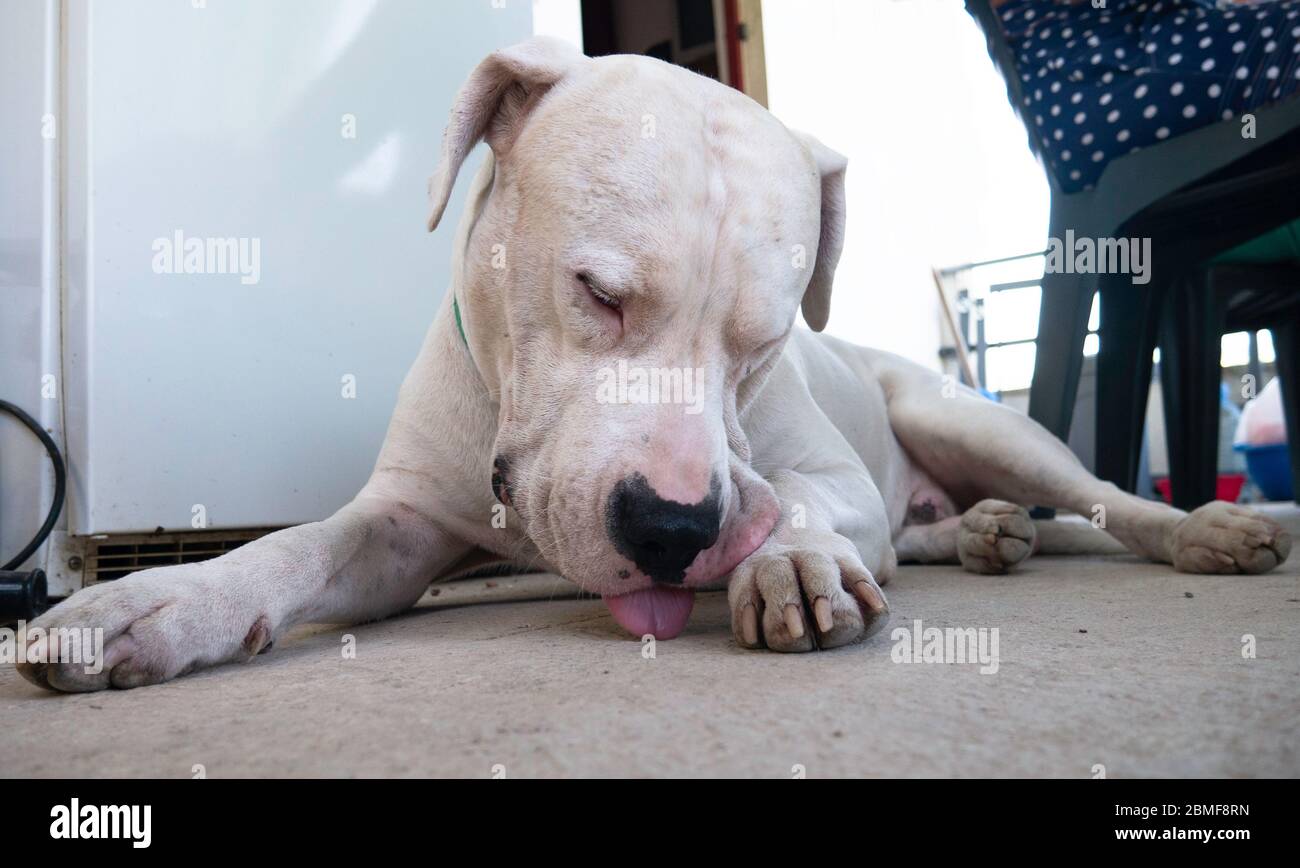Big white dog Dogo Argentino Stock Photo - Alamy