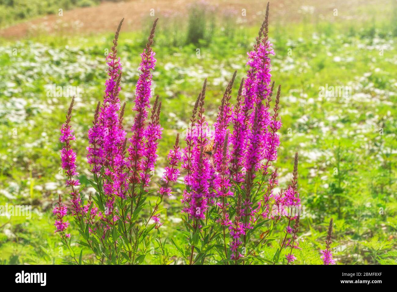Summer Flowering Purple Loosestrife, Lythrum tomentosum or spiked ...