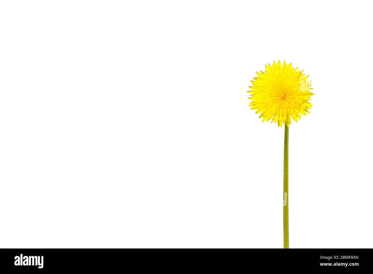 Beautiful yellow spring dandelion flowers bunch isolated on clear white ...