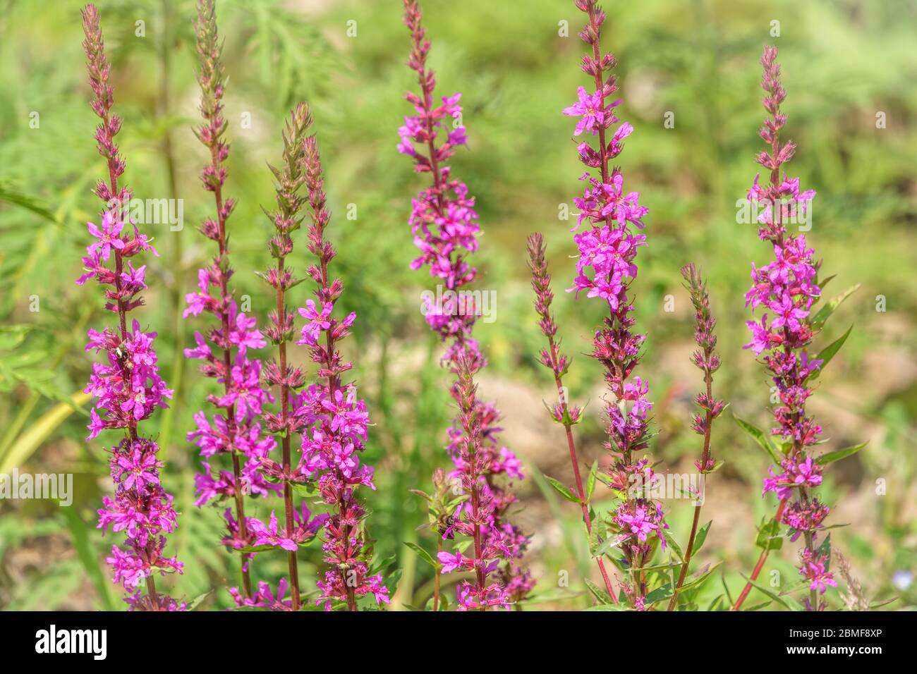 Summer Flowering Purple Loosestrife, Lythrum tomentosum or spiked ...