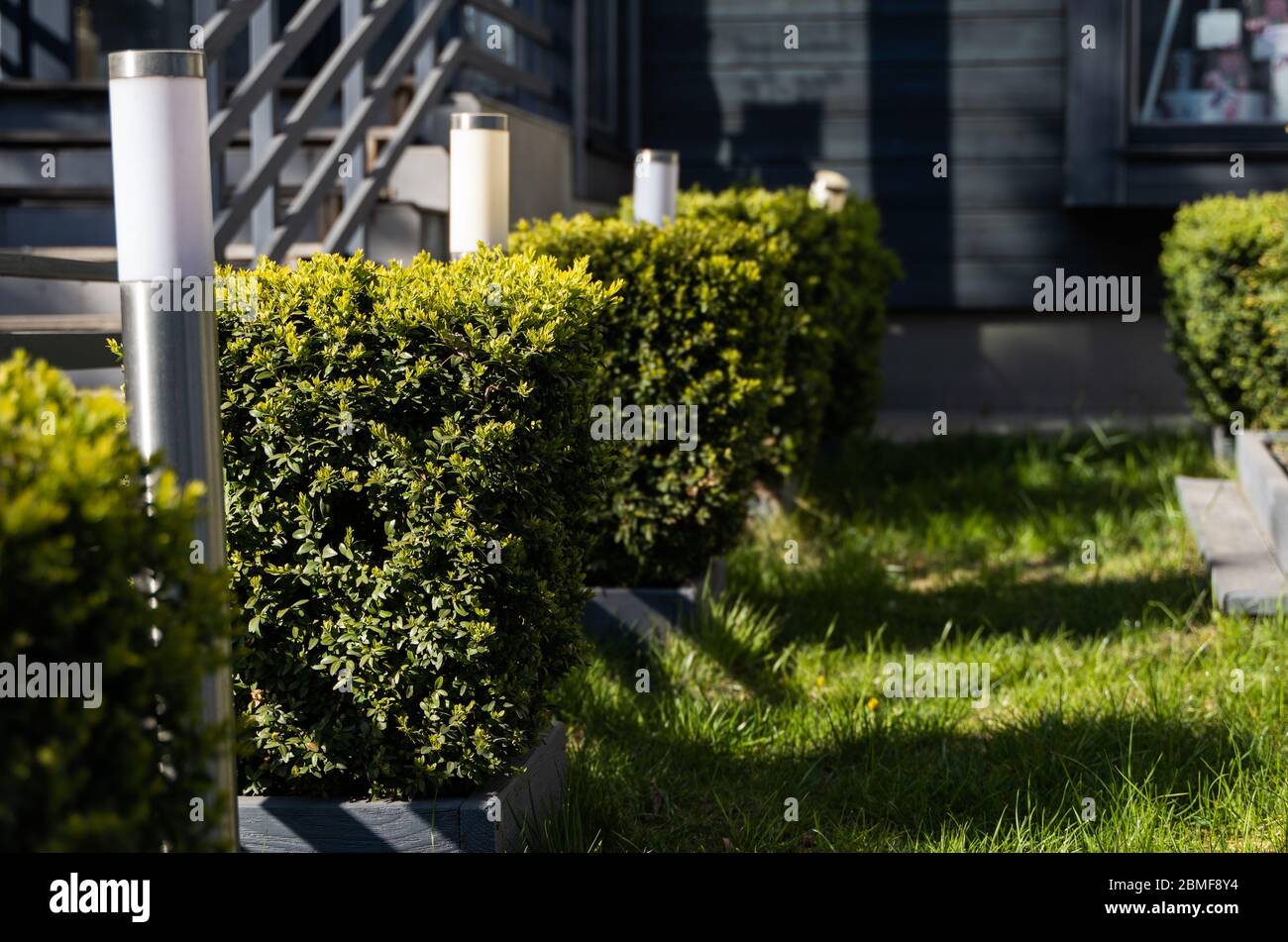 Planting of green bushes of square shape in perspective. Rectangular ...