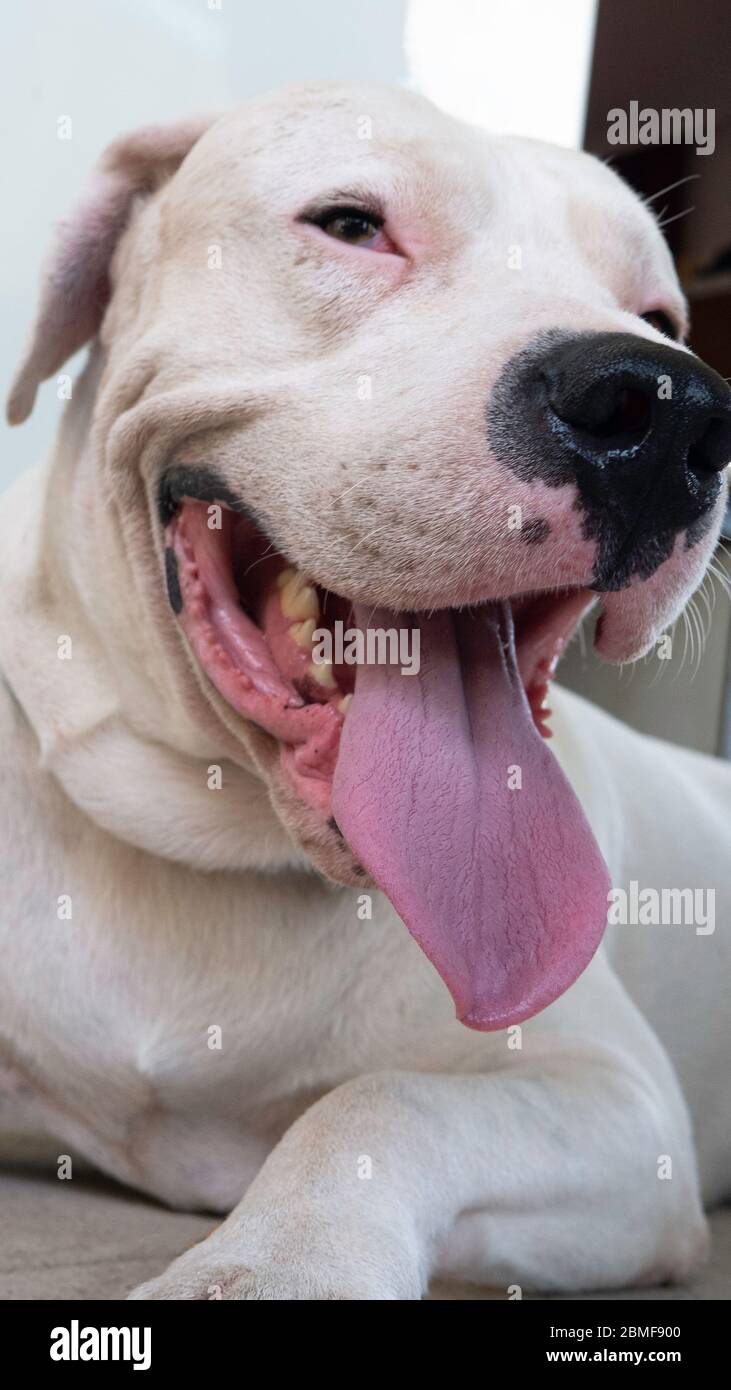 Big white dog Dogo Argentino on a hot summer day Stock Photo - Alamy