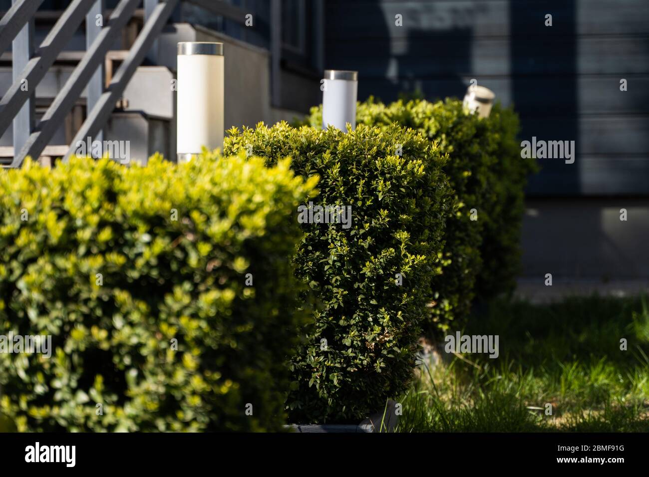 Planting of green bushes of square shape in perspective. Rectangular ...