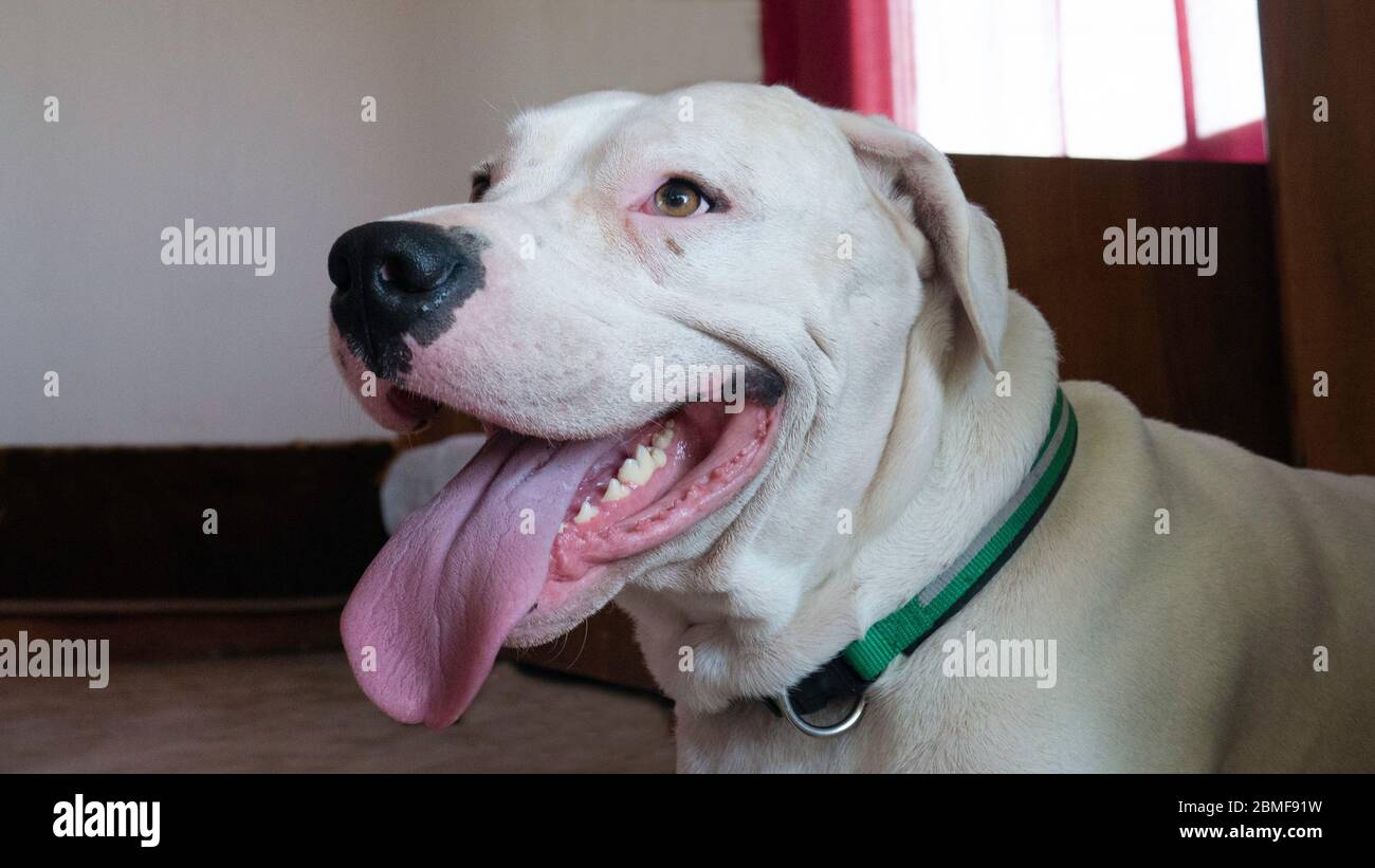 Canine porter hi-res stock photography and images - Alamy