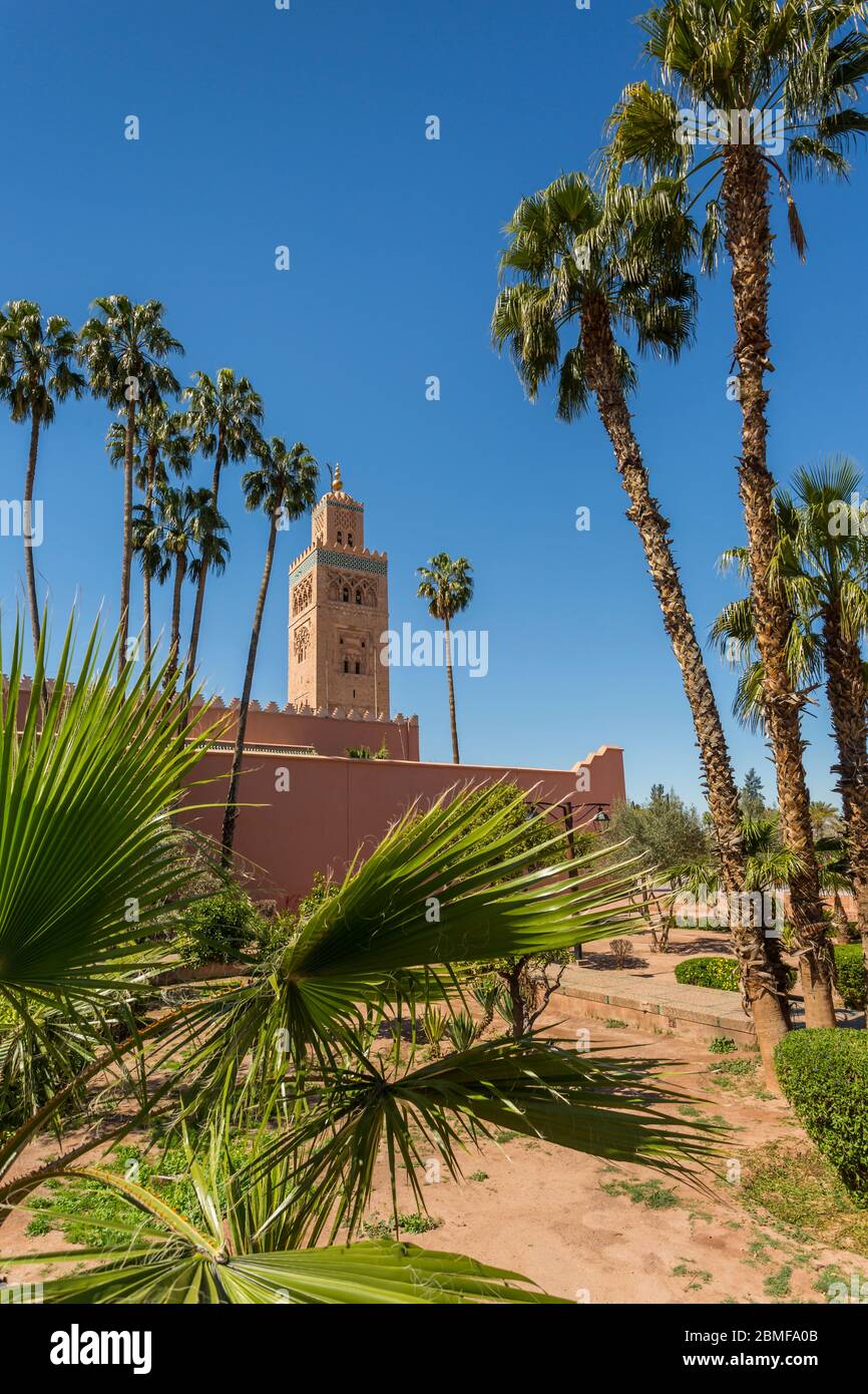 Marrakesh palm trees hi-res stock photography and images - Alamy