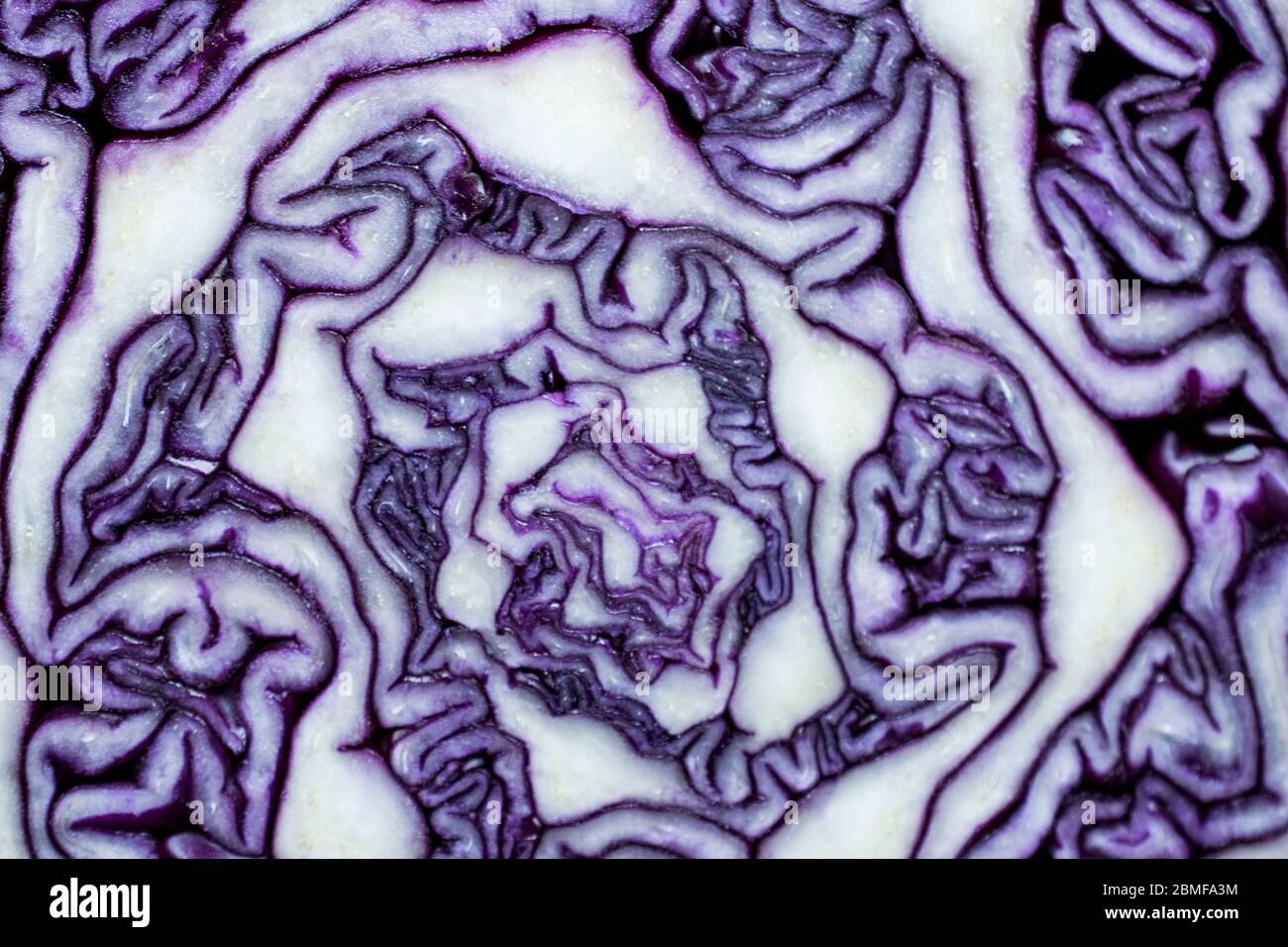Close up of cross section of half a raw red cabbage Stock Photo - Alamy