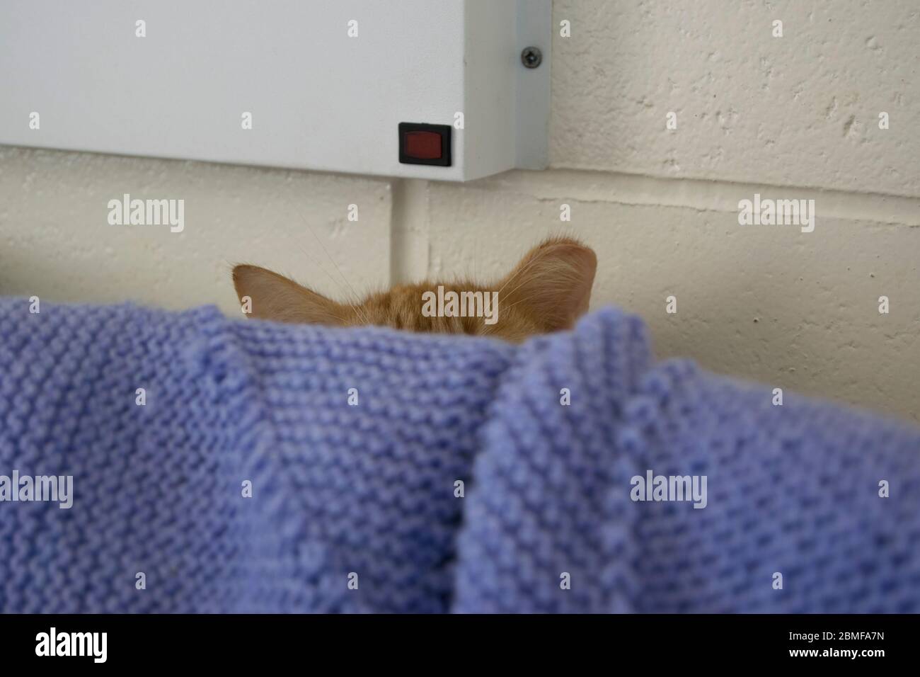 Cat hiding behind tree hi-res stock photography and images - Alamy