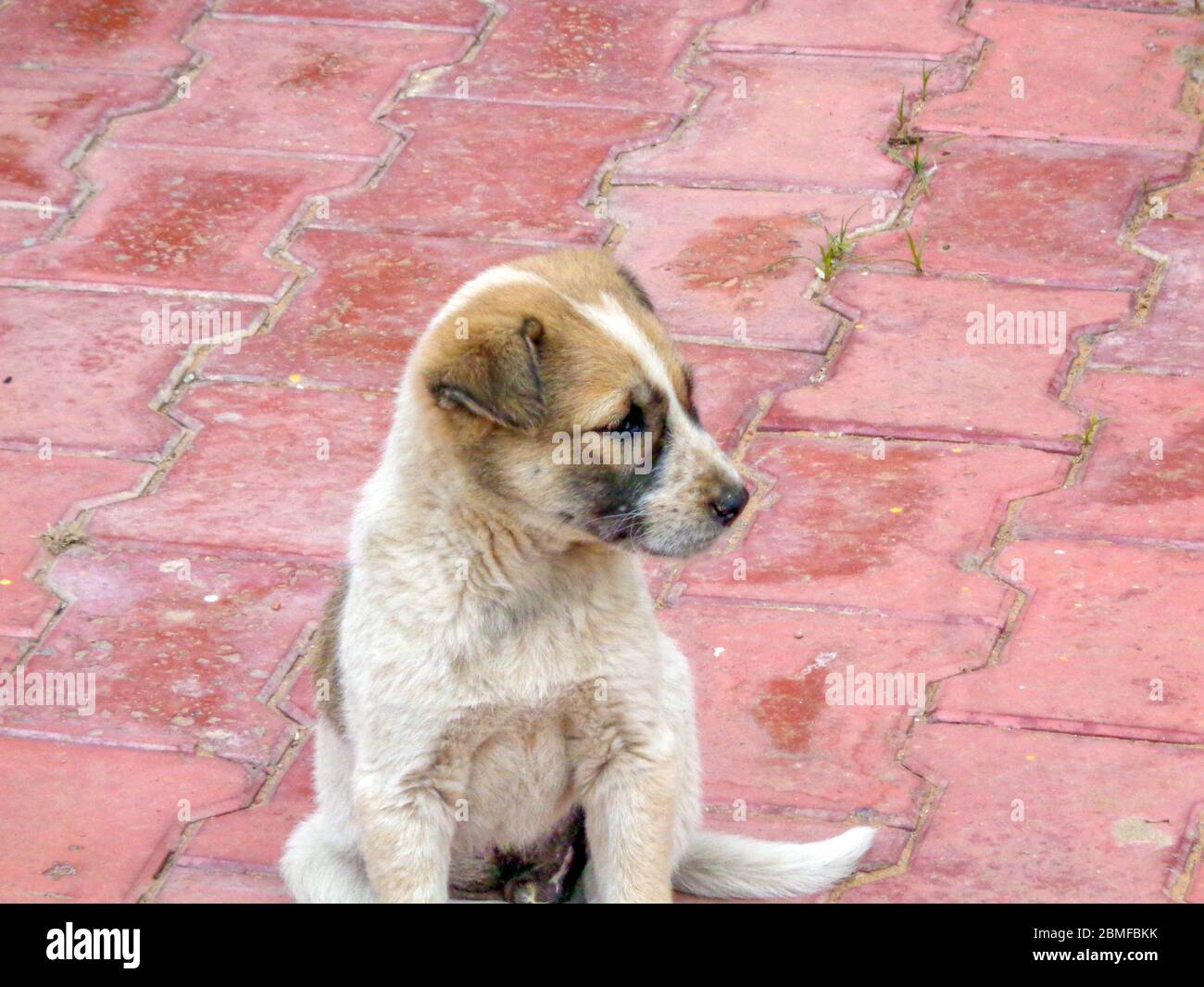 Doggy seating hi-res stock photography and images - Alamy
