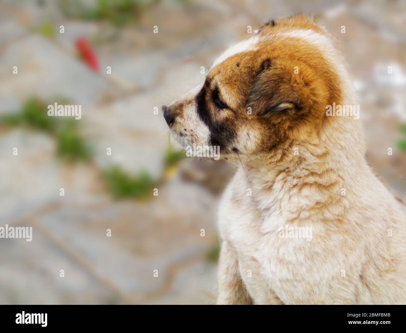 Cute puppy portrait hi-res stock photography and images - Alamy