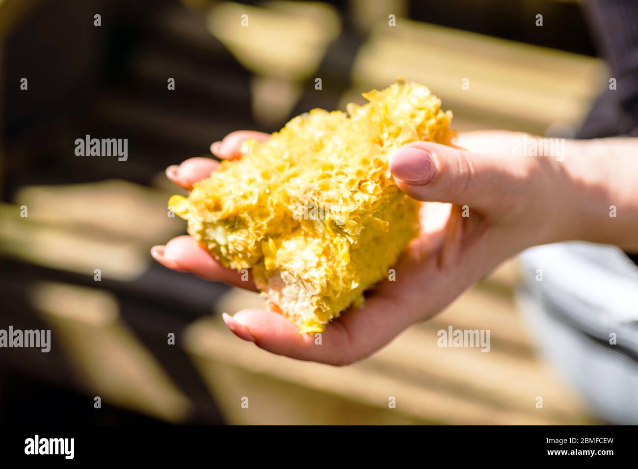 fully eaten sweet corn cob inside female hand outdoor in backyard Stock ...
