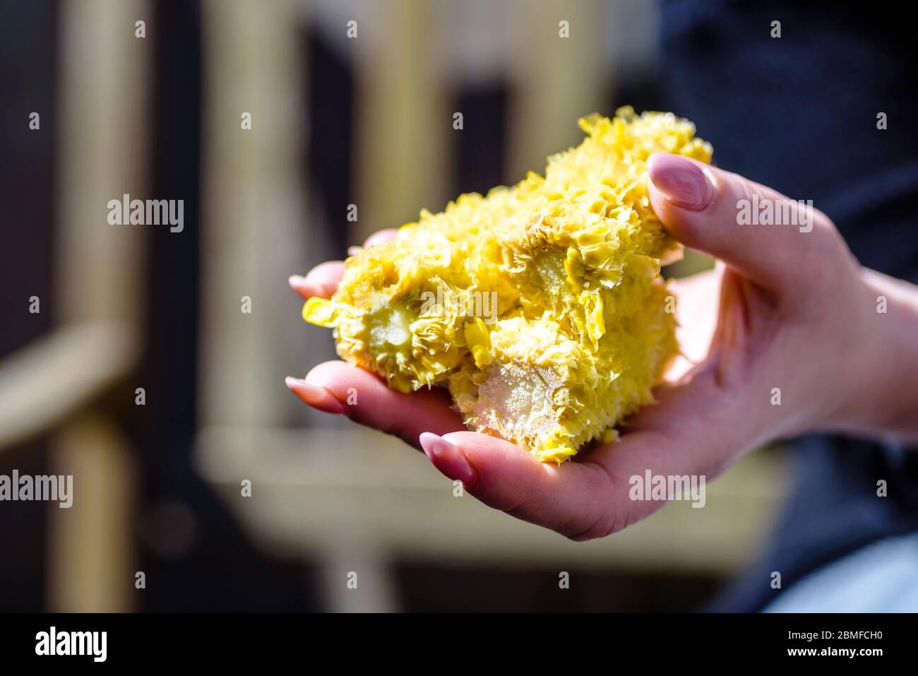 fully eaten sweet corn cob inside female hand outdoor in backyard Stock ...