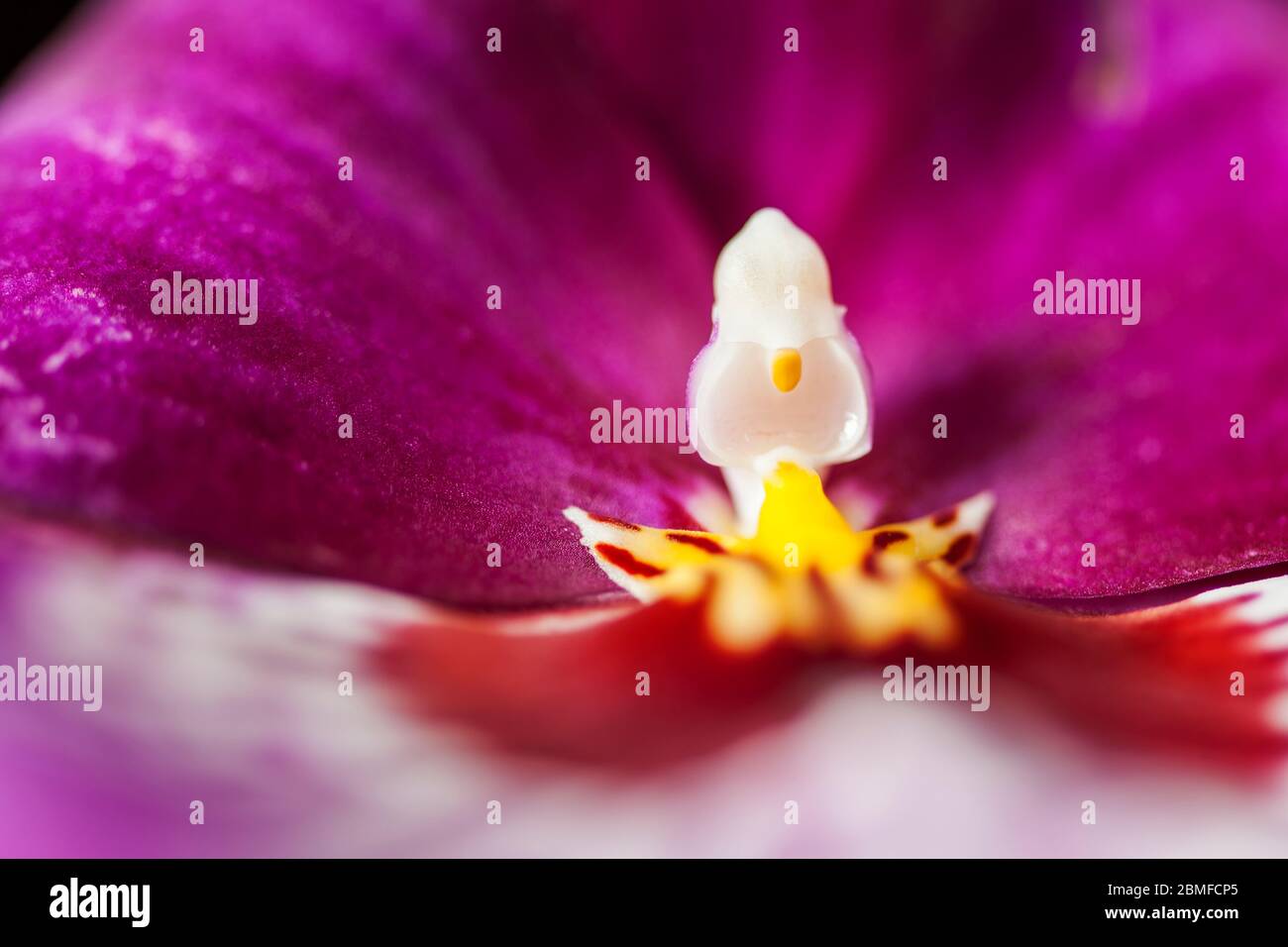 Macro view of the pollen and stigma of a purple flower of the pansy ...