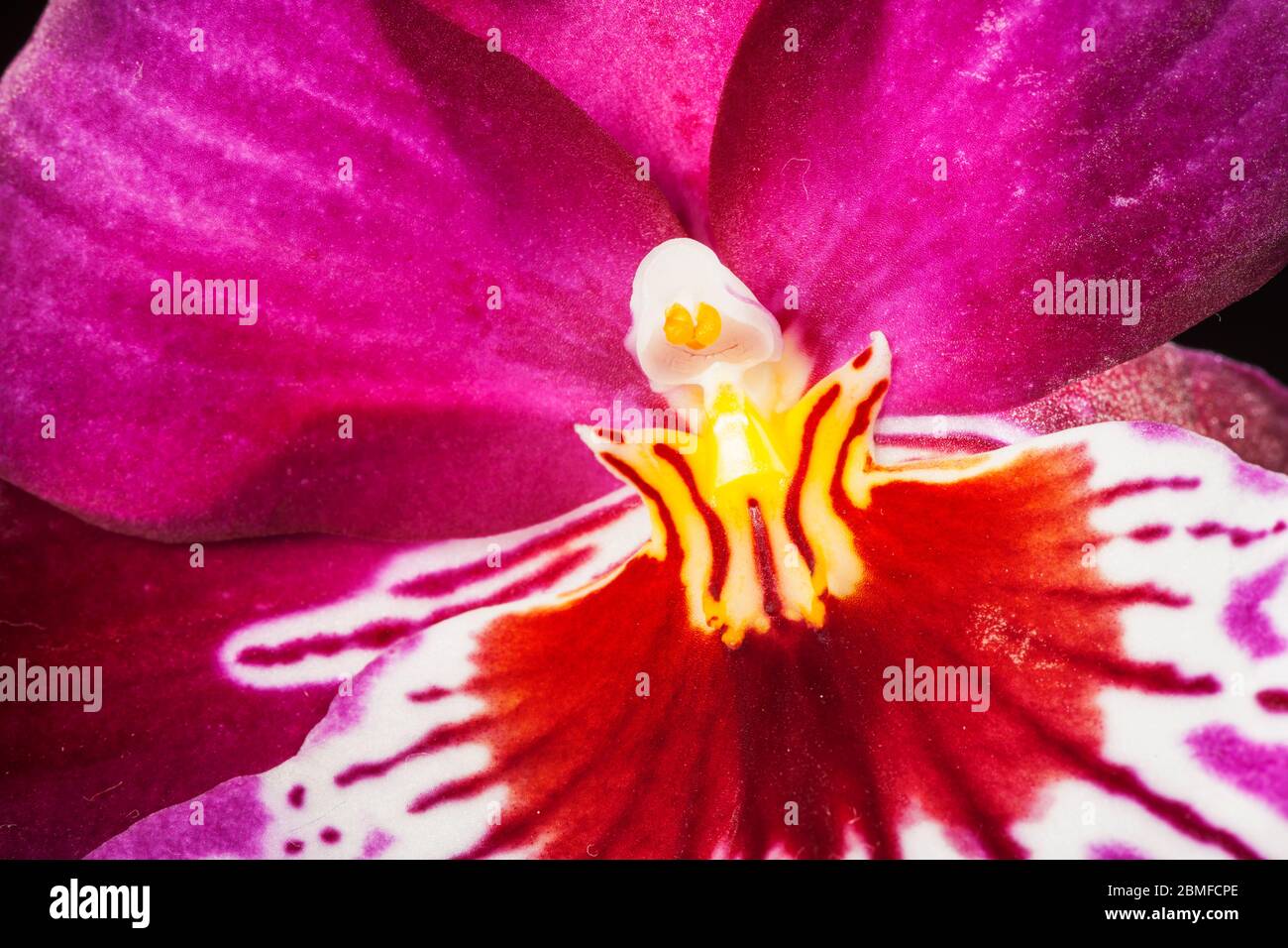 Macro view of the pollen and stigma of a purple flower of the pansy ...
